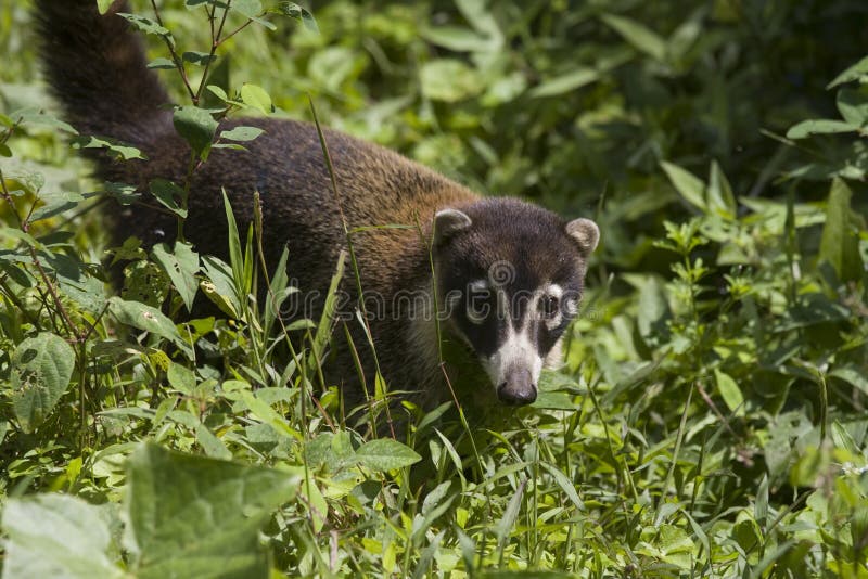 Costa Rican Coati stock photo. Image of mammal, white - 13786146