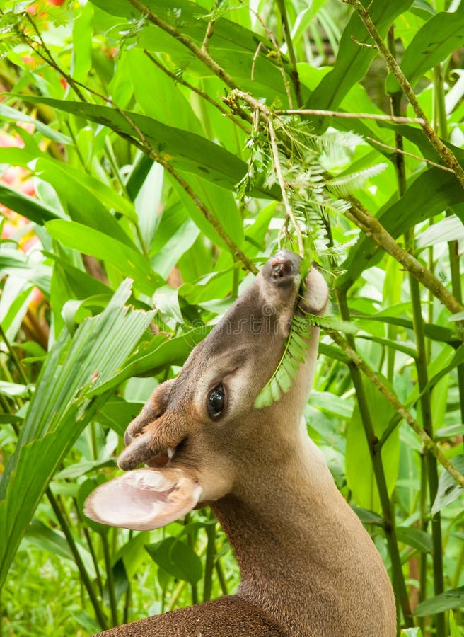 Costa Rican deer stock photo. Image of eating, costa - 43102406