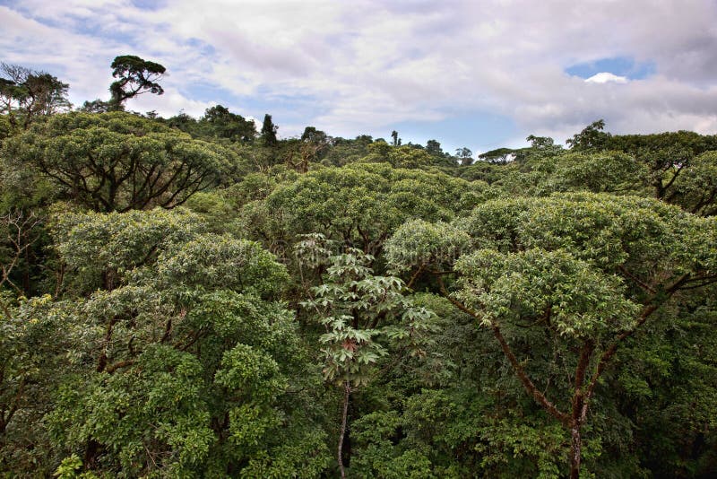 Costa Rican Jungle Canopy stock photo. Image of rain - 15417796