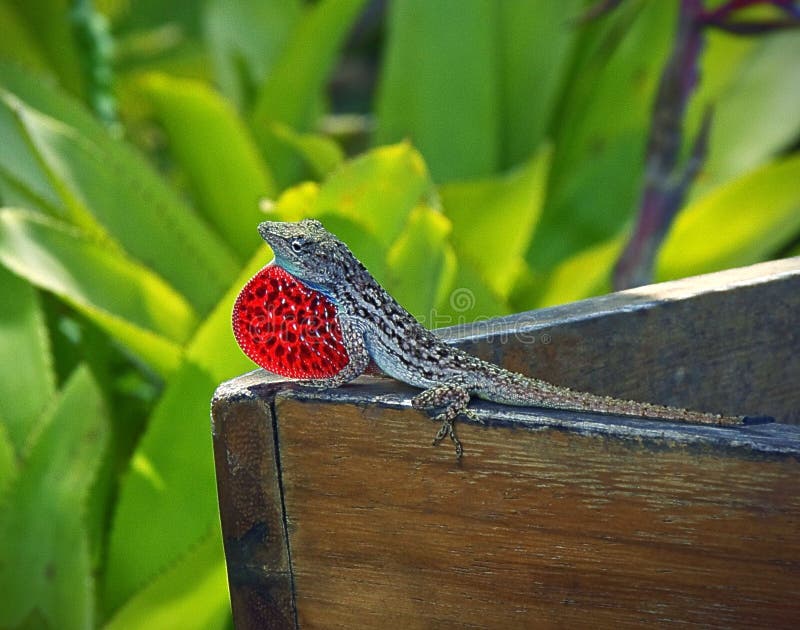 Costa Rican Lizard stock image. Image of costa, wildlife - 94609201