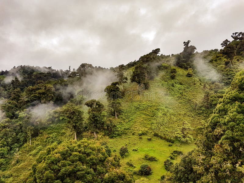 Fog Trees stock photo. Image of nature, costa, rican - 104809086