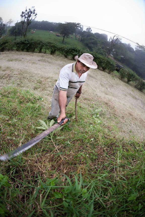 Costa Rican ranch hand stock image. Image of cloudy, grass - 16044689