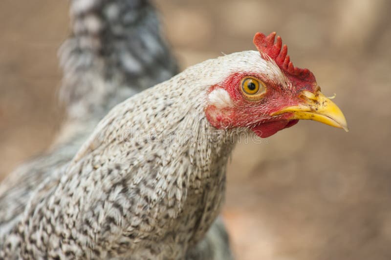 Costa Rican Rooster stockbild. Bild von costa, gesprenkelt - 94046663