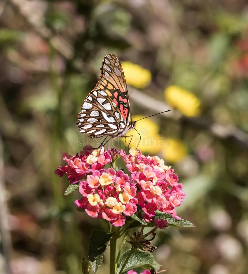 Costa Rican Silverspot Butterfly Foto de archivo - Imagen de fauna ...