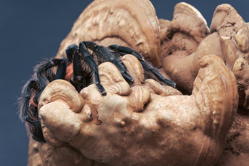 Costa Rican Tiger Rump on Artist S Bracket Stock Photo - Image of ...