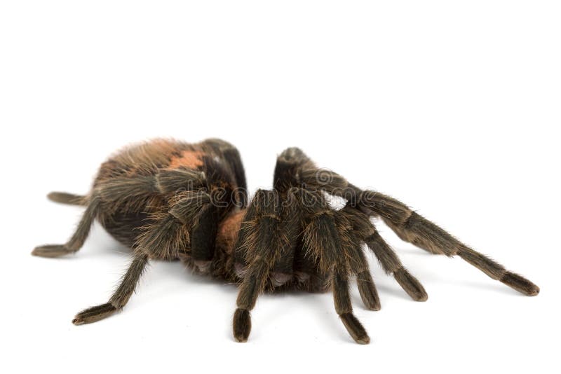 Cyclosternum Fasciata Stock Photos - Free & Royalty-Free Stock Photos ...