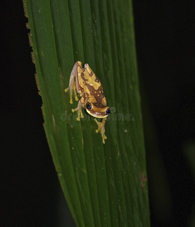 Costa Rican Tree Frog stock image. Image of frog, rainforest - 94686447