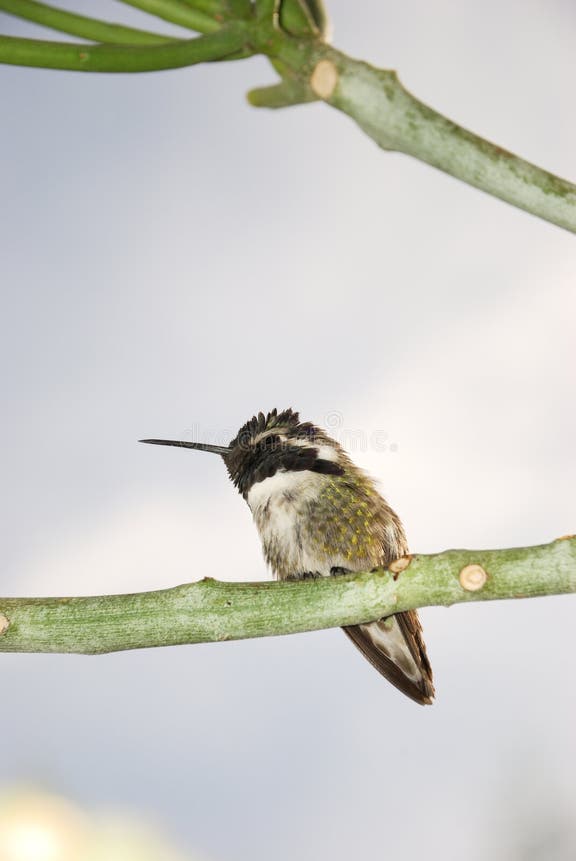 Costa s hummingbird stock image. Image of beak, costae - 13163831