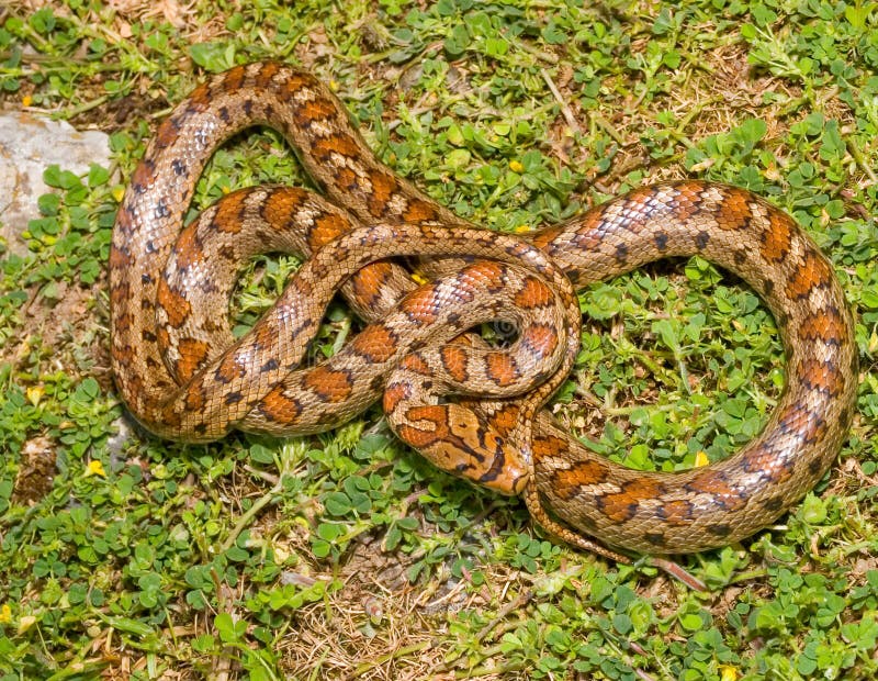 Costela De Cobra-leopardo Zamenis Foto de Stock - Imagem de animal ...
