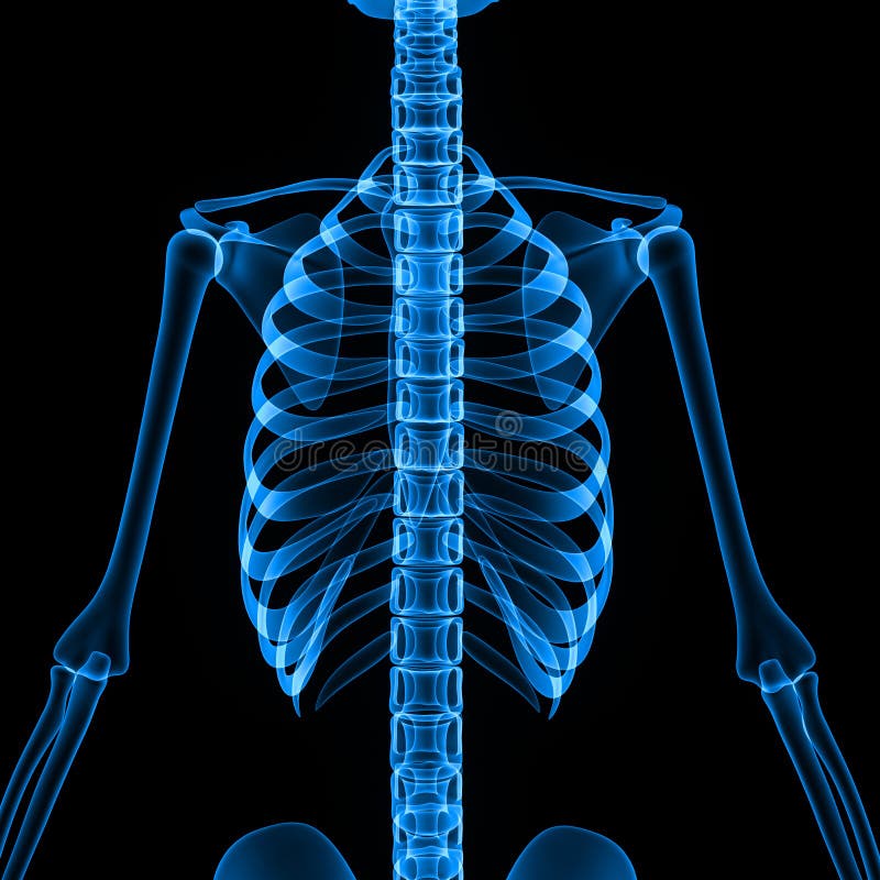 Esqueleto Humano: Pecho Pecho Frontal Stock de ilustración ...