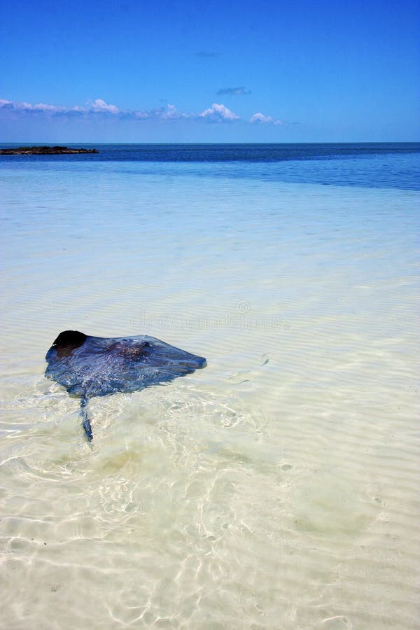 Costline Breed Fish in the Blue Lagoon Relax of Isla Contoy Stock Image ...