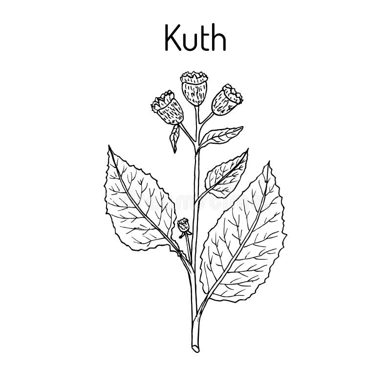 Kuth Ilustraciones Stock, Vectores, Y Clipart – (10 Ilustraciones Stock)