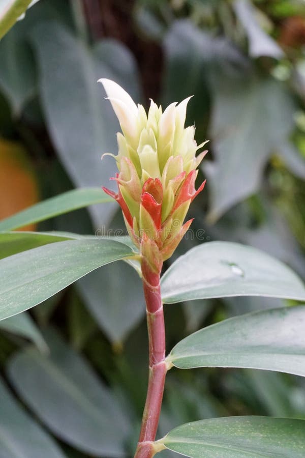 Costus speciousus flower stock image. Image of ginger - 98187041