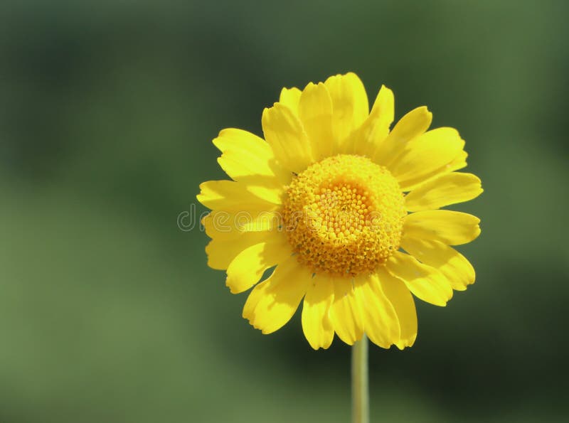 Cota Tinctoria (yellow Chamomile) Stock Image - Image of tinctoria ...