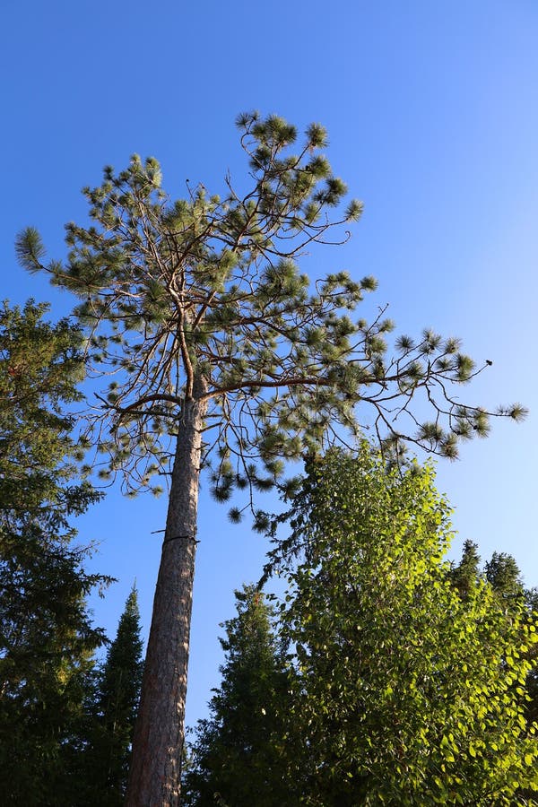 Cotch Pine with Interesting Clumped Needle Growth; this Tree Stock ...