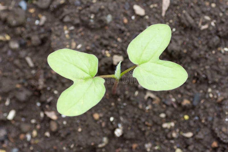 Cotiledón Fotos De Stock - Download 869 Fotos Libres de Derechos