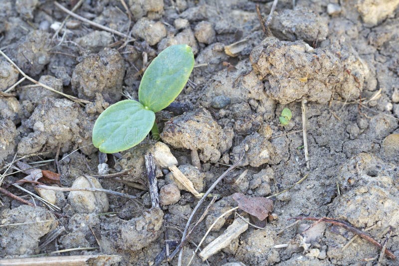 Cotiledones De Una Semilla Del Melón De La Germinación Foto de archivo ...
