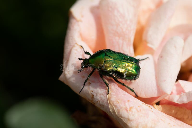 Cotinis Nitida, Commonly Known As the Green June Beetle on Rose Stock ...