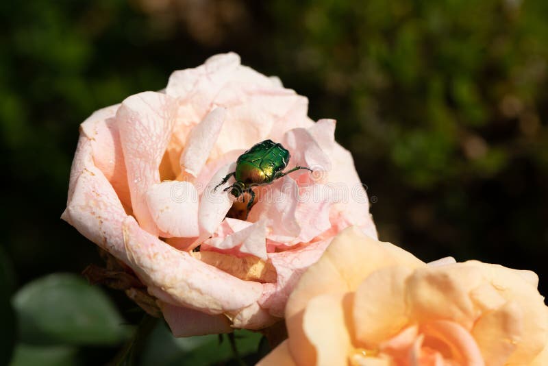 Cotinis Nitida, Commonly Known As the Green June Beetle on Rose Stock ...