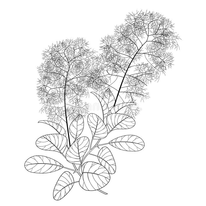 Bunch with Outline Cotinus or Smoketree Flowers and Leaves in Black ...