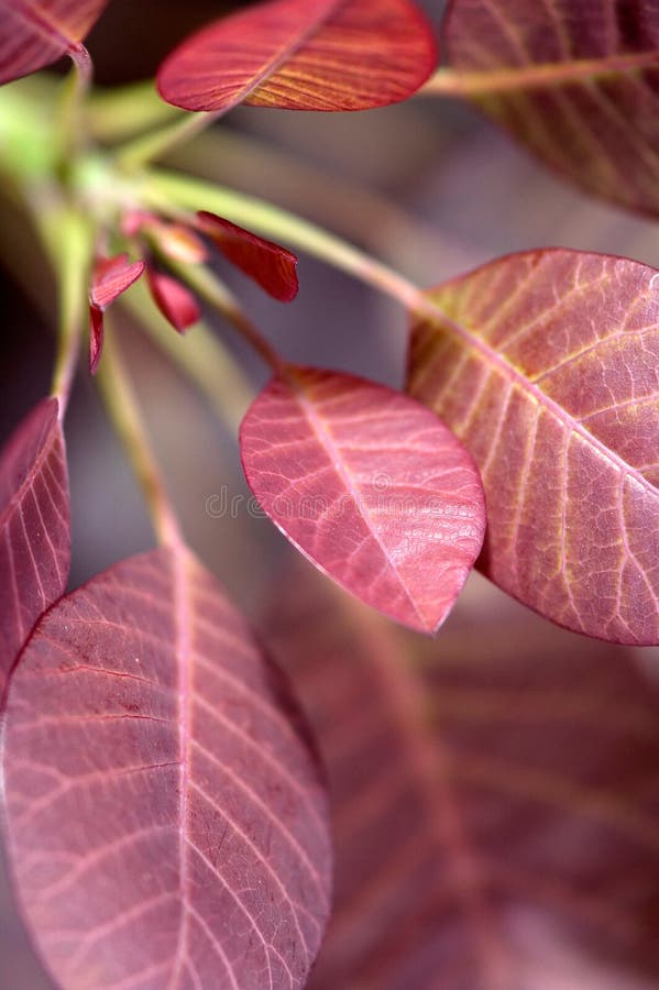 Cotinus stock photo. Image of leafs, detail, young, smoke - 938488