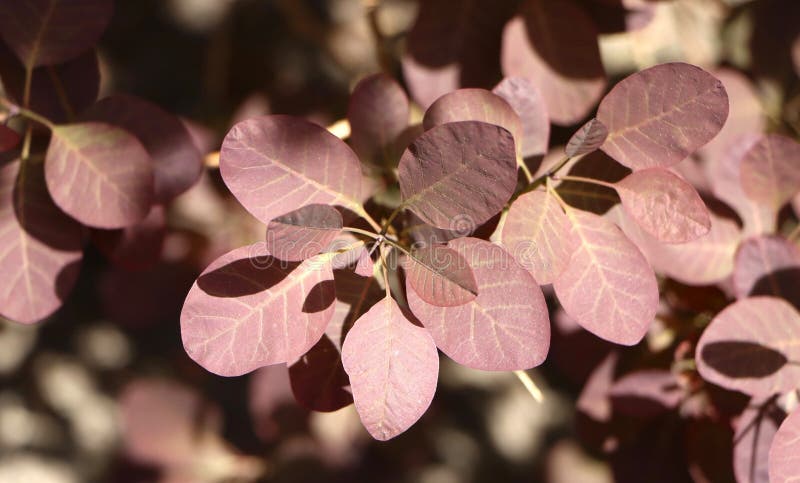 Cotinus Coggygria (smokebush) Stock Photo - Image of flora, flowering ...