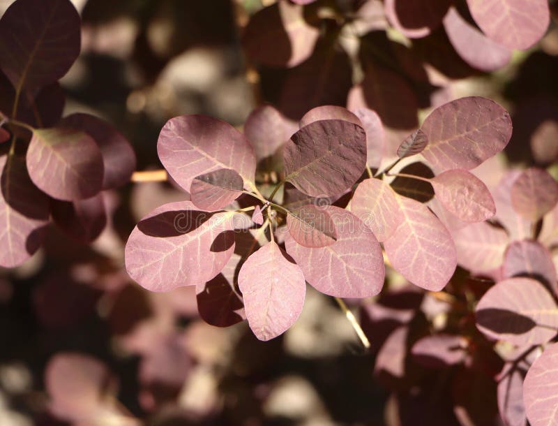 Cotinus Coggygria (smoke Tree) Stock Photo - Image of cotinus, shrub ...