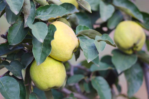 Cotogna immagine stock. Immagine di stagione, maturo - 66330495