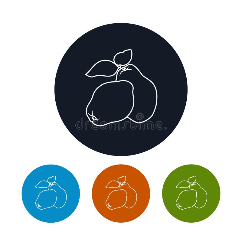 Cotogna Dell'icona Nei Contorni Illustrazione Vettoriale ...
