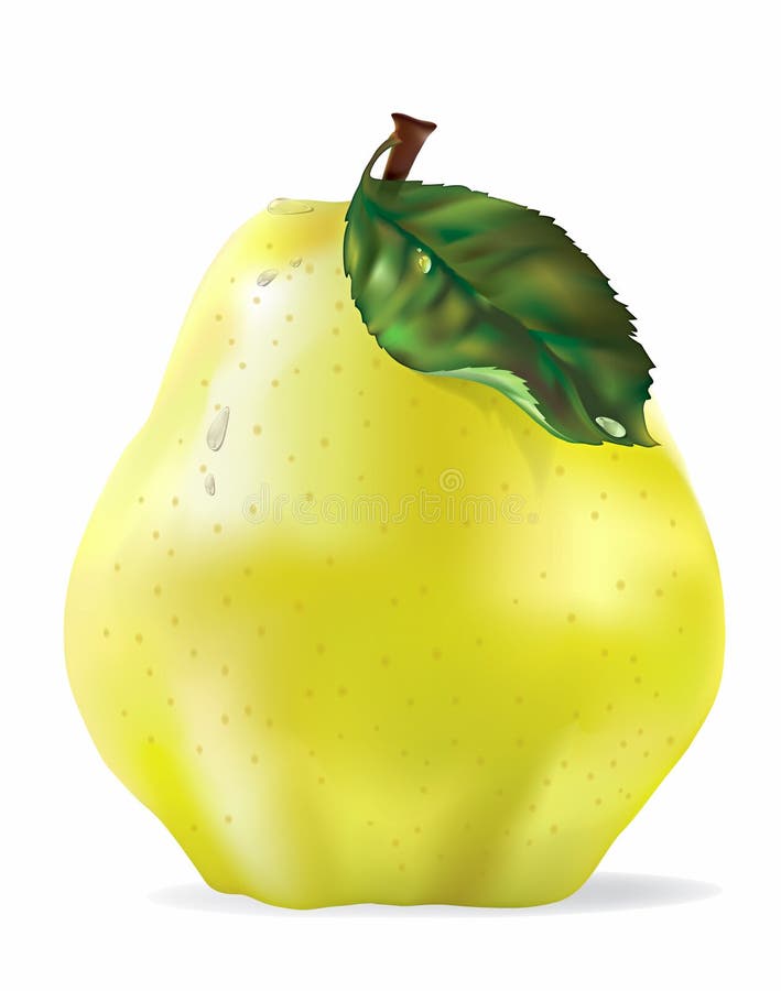 Cotogna Gialla Di Vettore Con Le Gocce Isolate Illustrazione Vettoriale ...