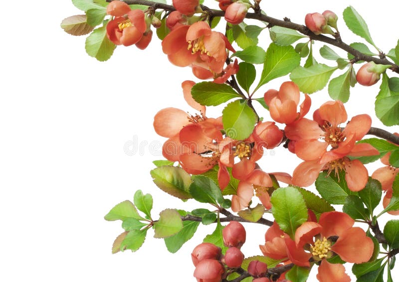 Cotogna Giapponese Sbocciante (Chaenomeles) Fotografia Stock - Immagine ...