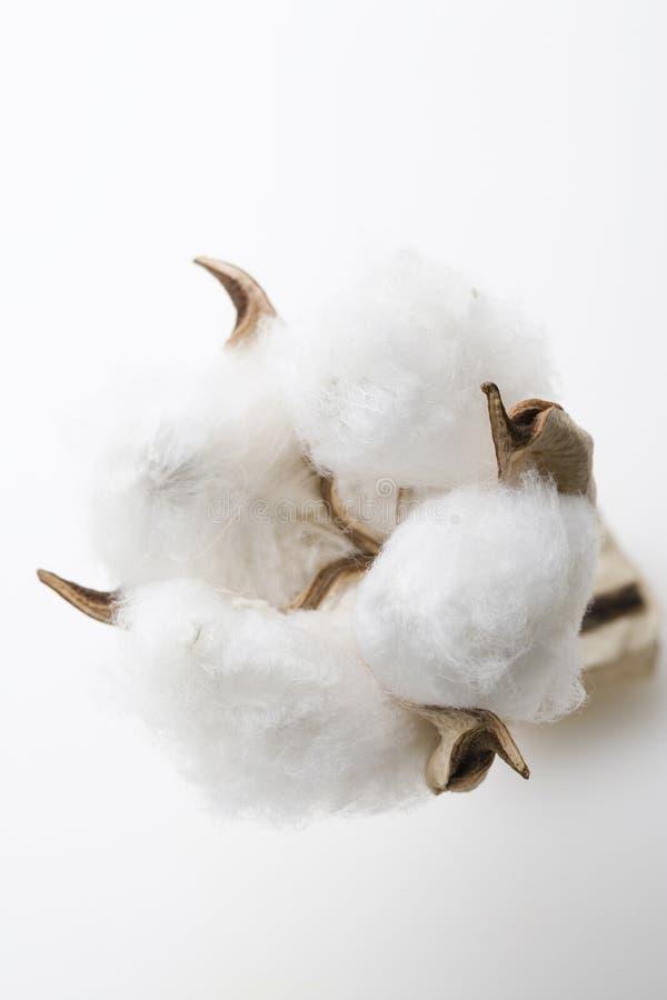 Coton image stock. Image du toujours, organique, durée - 10146425
