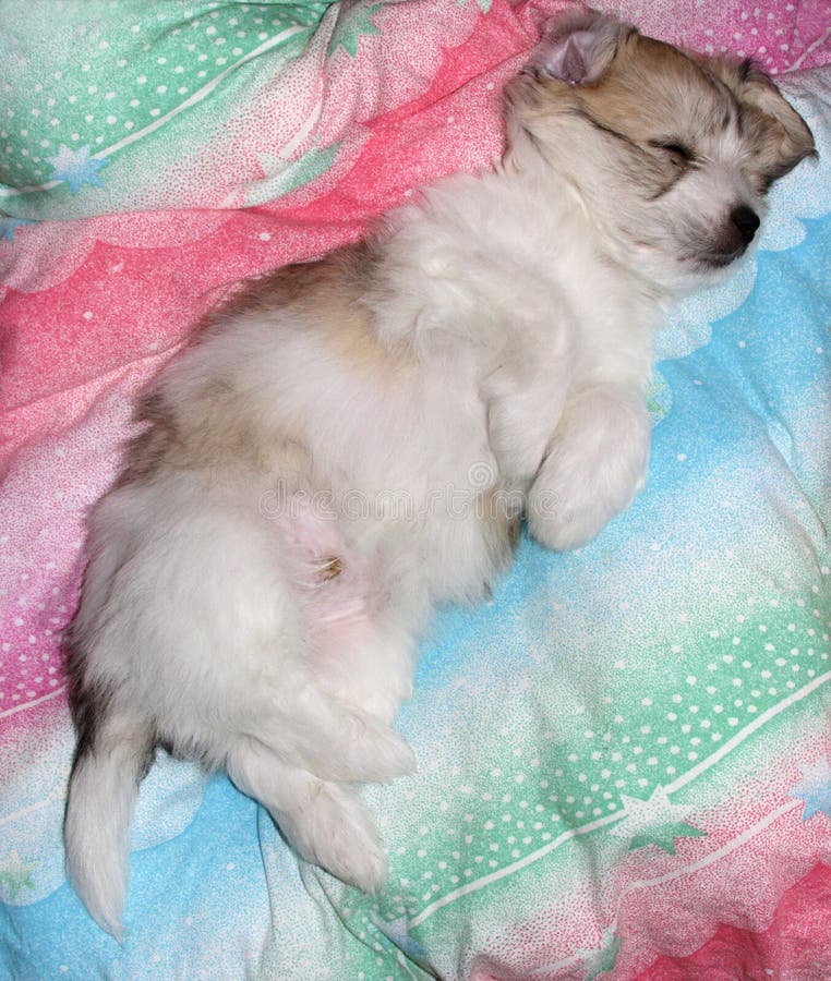 Coton stock image. Image of young, portrait, adorable - 17078271