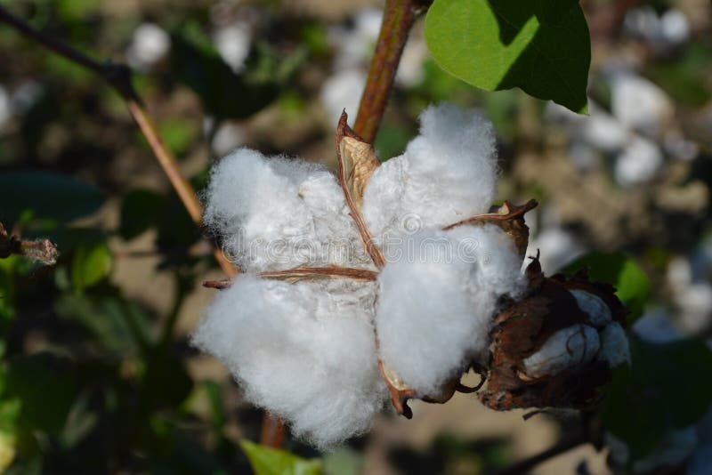 Capsule de coton photo stock. Image du coton, cordon, frais - 4524364