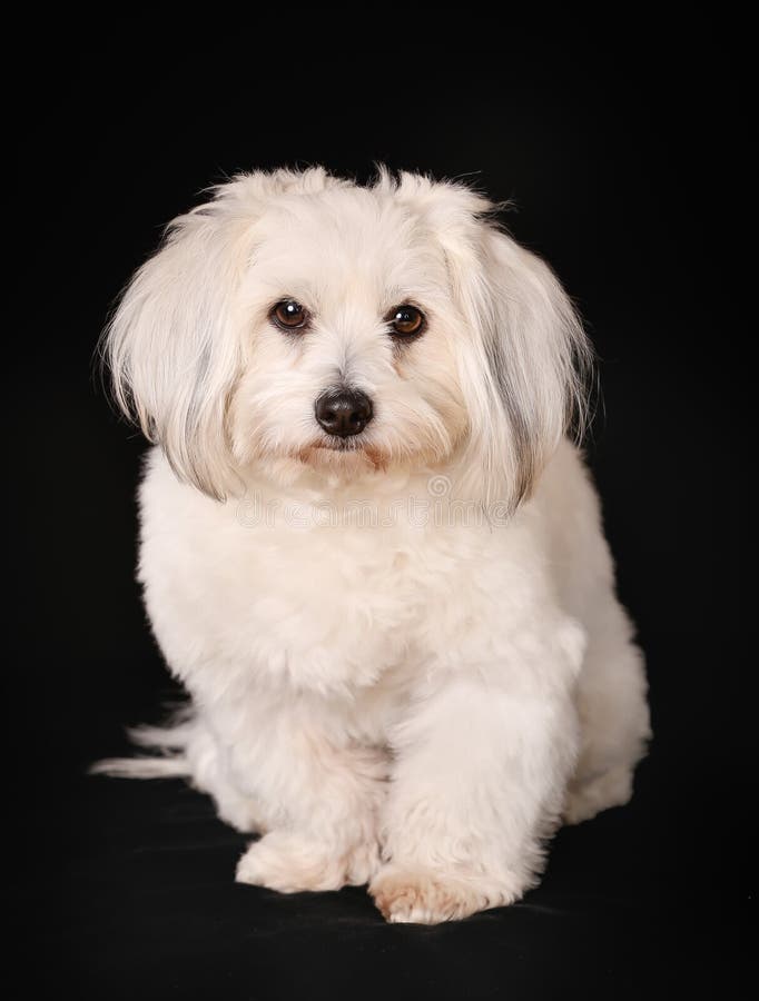 Coton de Tulear dog stock photo. Image of animal, looking - 40024958