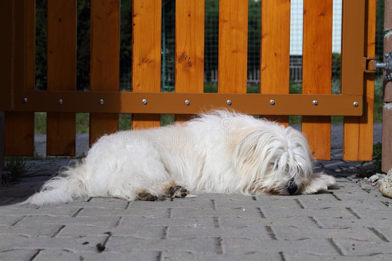 Coton de Tulear stock photo. Image of background, cotton - 32255270