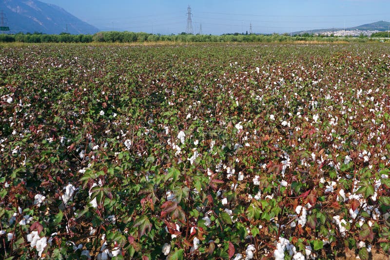 Piantagione Di Cotone Nella Pianura Centrale Della Grecia Prima Del ...