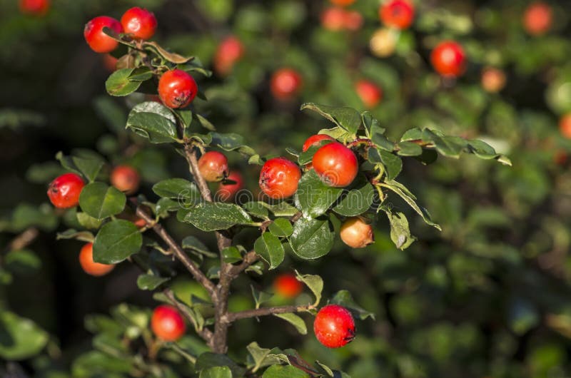 Cotoneaster Avec Les Baies Rouges Image stock - Image du baies, buisson ...