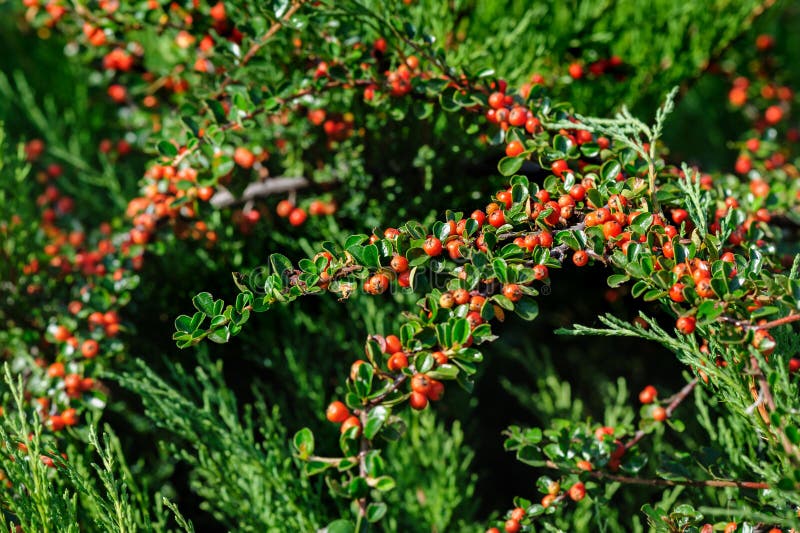 Een Cotoneaster-struik Met Veel Rode Bessen Op Takken ...