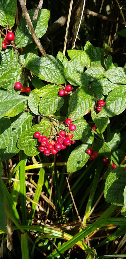Cotoneaster Bush and Its Fruit Stock Image - Image of wildflower, nuisance: 293402161