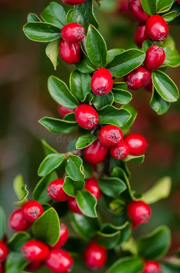 Cotoneaster dammeri stockfoto. Bild von kriechen, verzierungen - 34695904