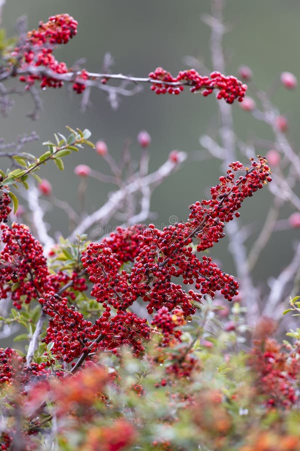 Cotoneaster Dammeri Plant in Autumn Stock Image - Image of bright ...