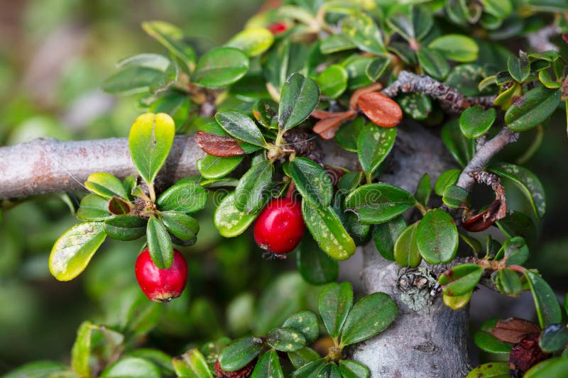 Cotoneaster Horizontalis Close Up. Branches with Red Berries and Green Leaves. Stock Photo ...