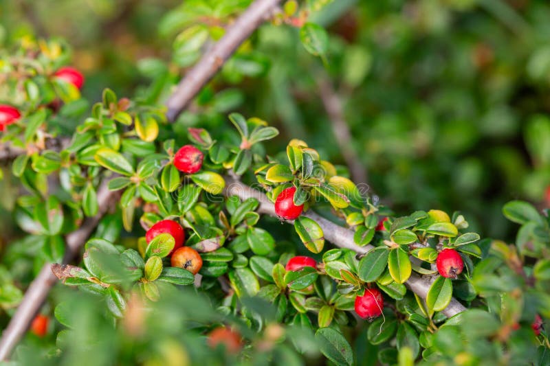 Cotoneaster Horizontalis Close Up. Branches with Red Berries and Green Leaves. Stock Image ...