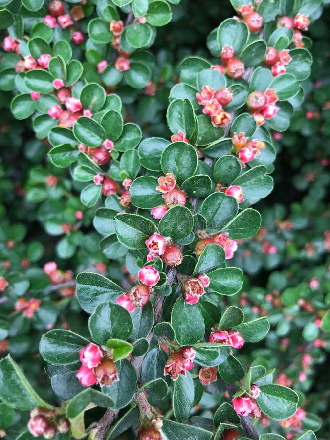 Cotoneaster horizontalis stock photo. Image of garden - 272243750