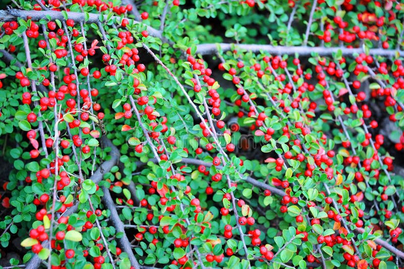 Cotoneaster Plant Hedges, Shrubs, Bush Leaves During The Fall/Autumn ...