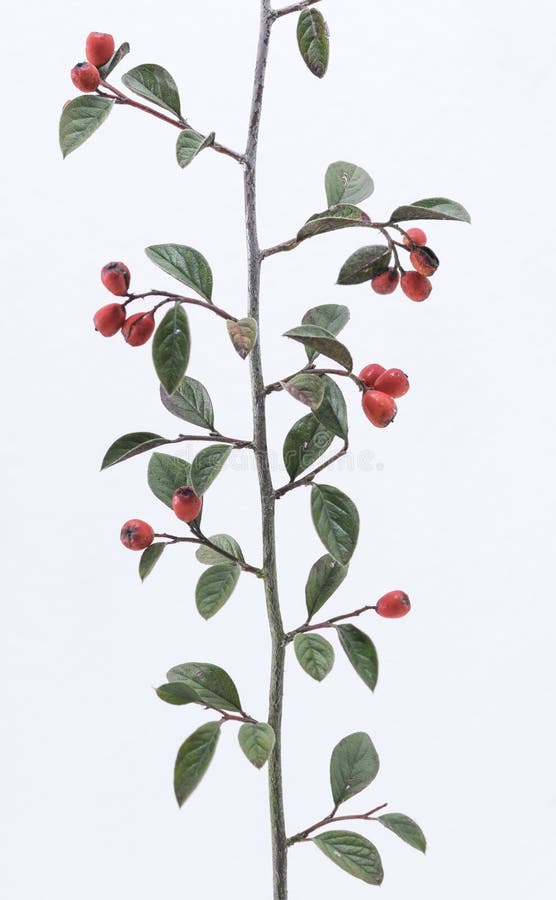 Cotoneaster Isolated Stem with Berries Stock Photo - Image of gardening ...