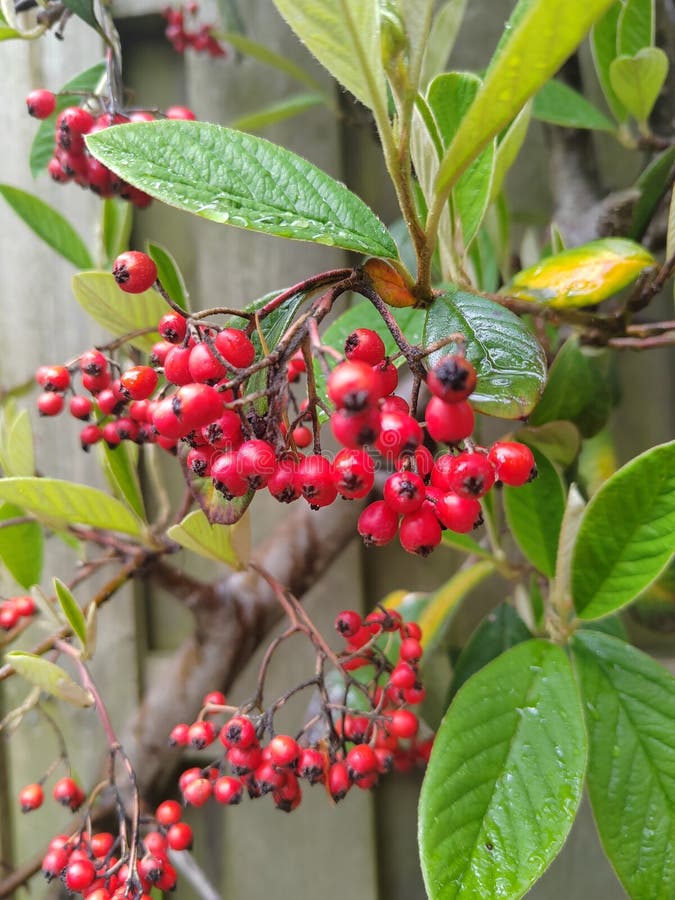 Cotoneaster Lacteus with Bright Green Leaves and Deep Red Berries Stock ...