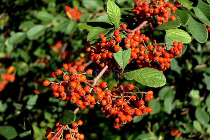 Cotoneaster lacteus stock photo. Image of branch, natural - 236394858