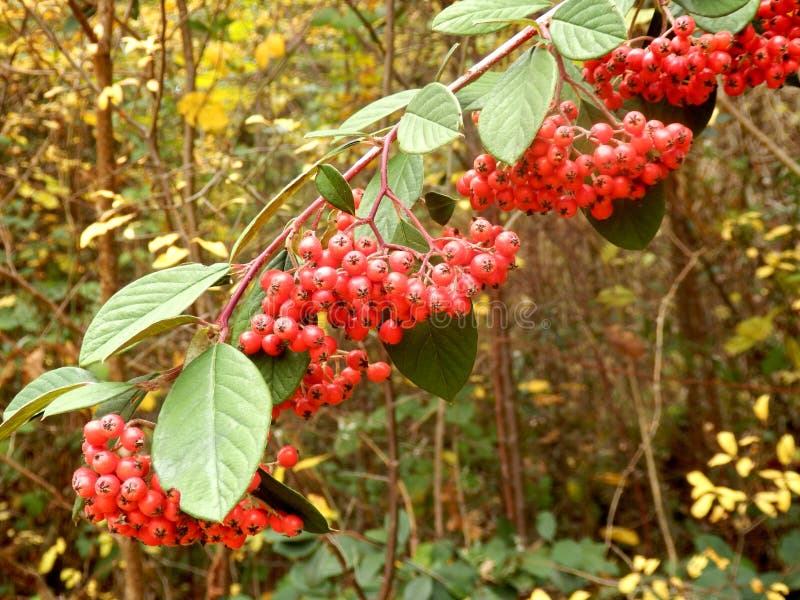 Cotoneaster lacteus stock image. Image of berries, closeup - 81219827